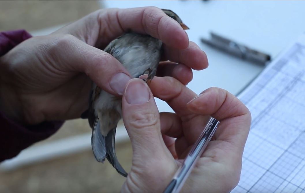Bander Feature: Bird Banding at Empire Mine State Historic Park ...